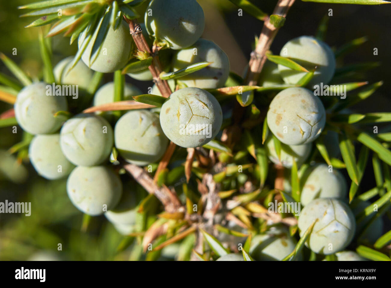 Leaves of juniperus communis hi-res stock photography and images - Alamy