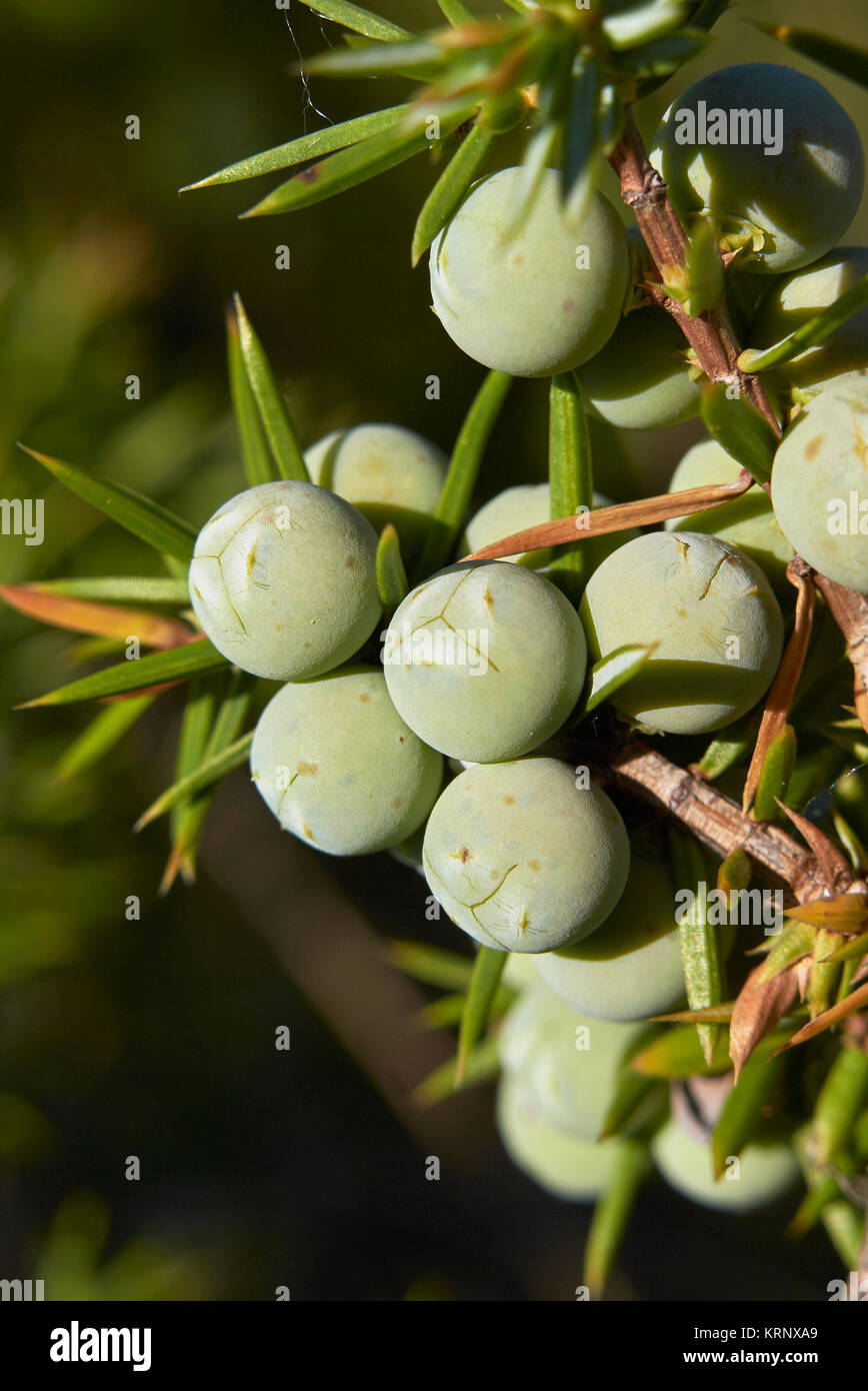 Leaves of juniperus communis hi-res stock photography and images - Alamy
