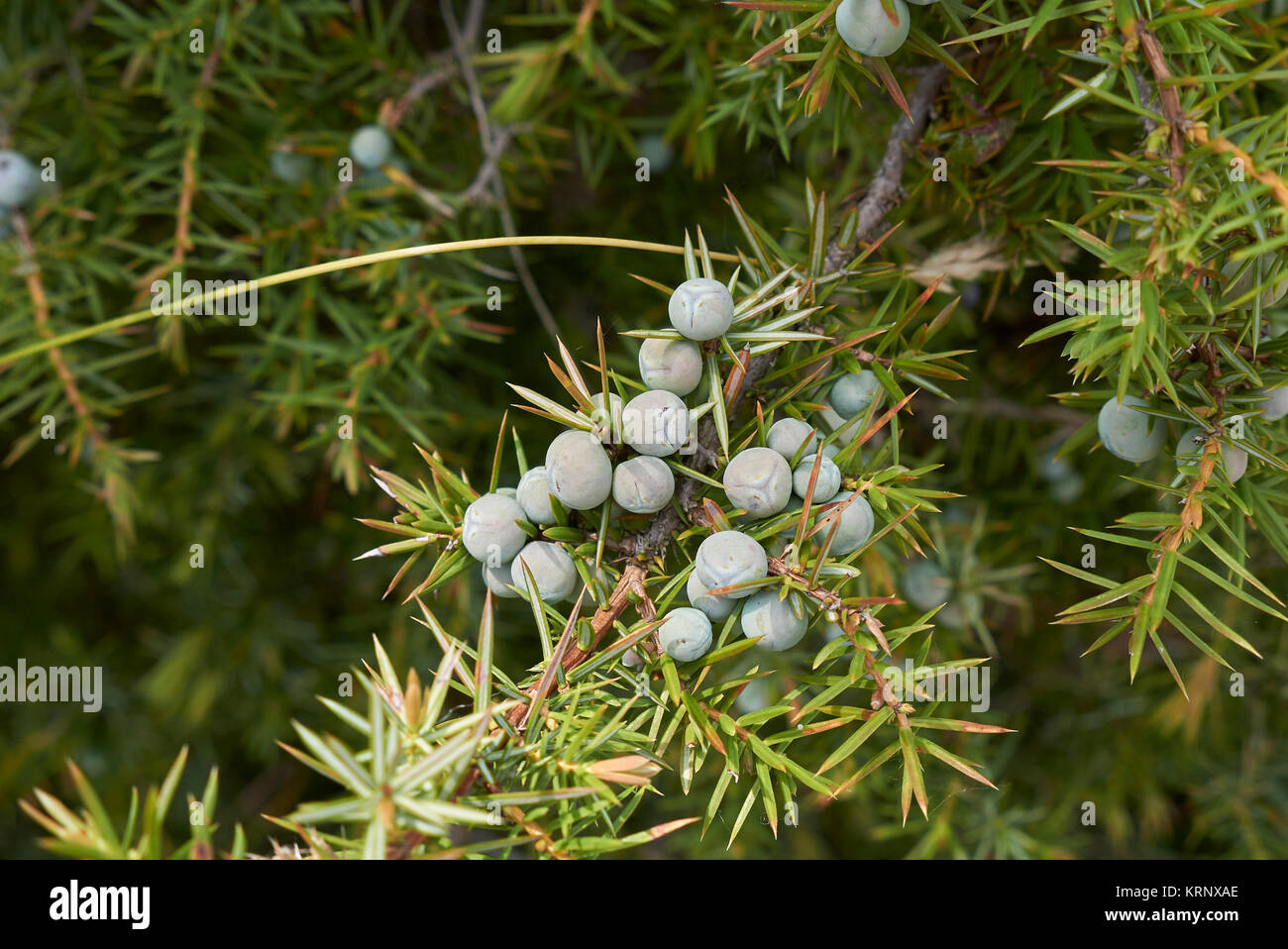 Juniperus communis leaves hi-res stock photography and images - Alamy