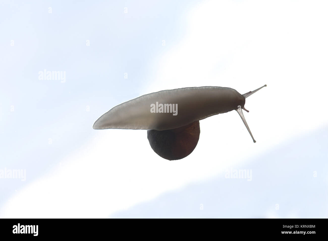 a snail in the window Stock Photo - Alamy