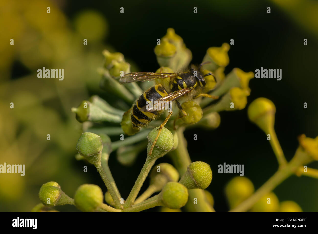 Poison Ivy Flower High Resolution Stock Photography and Images - Alamy