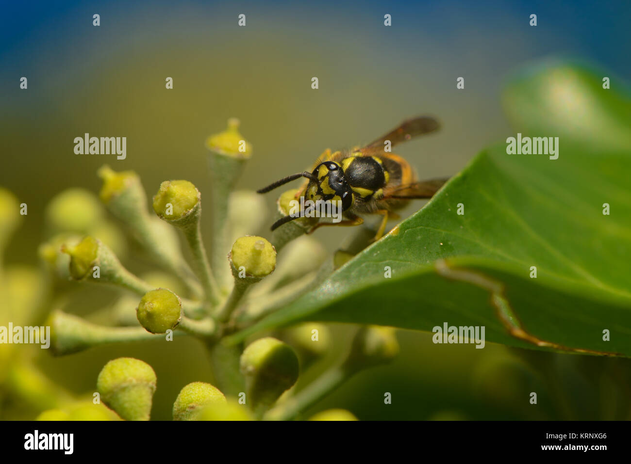 wasp nibbles on ivy flower Stock Photo - Alamy