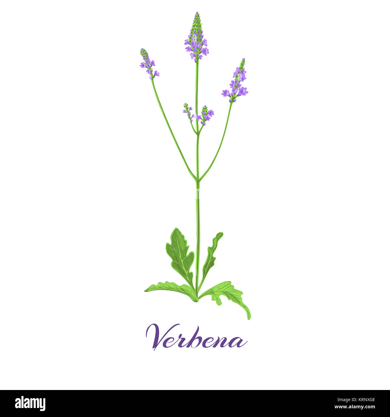 Flowering verbena. Vector illustration Stock Photo - Alamy
