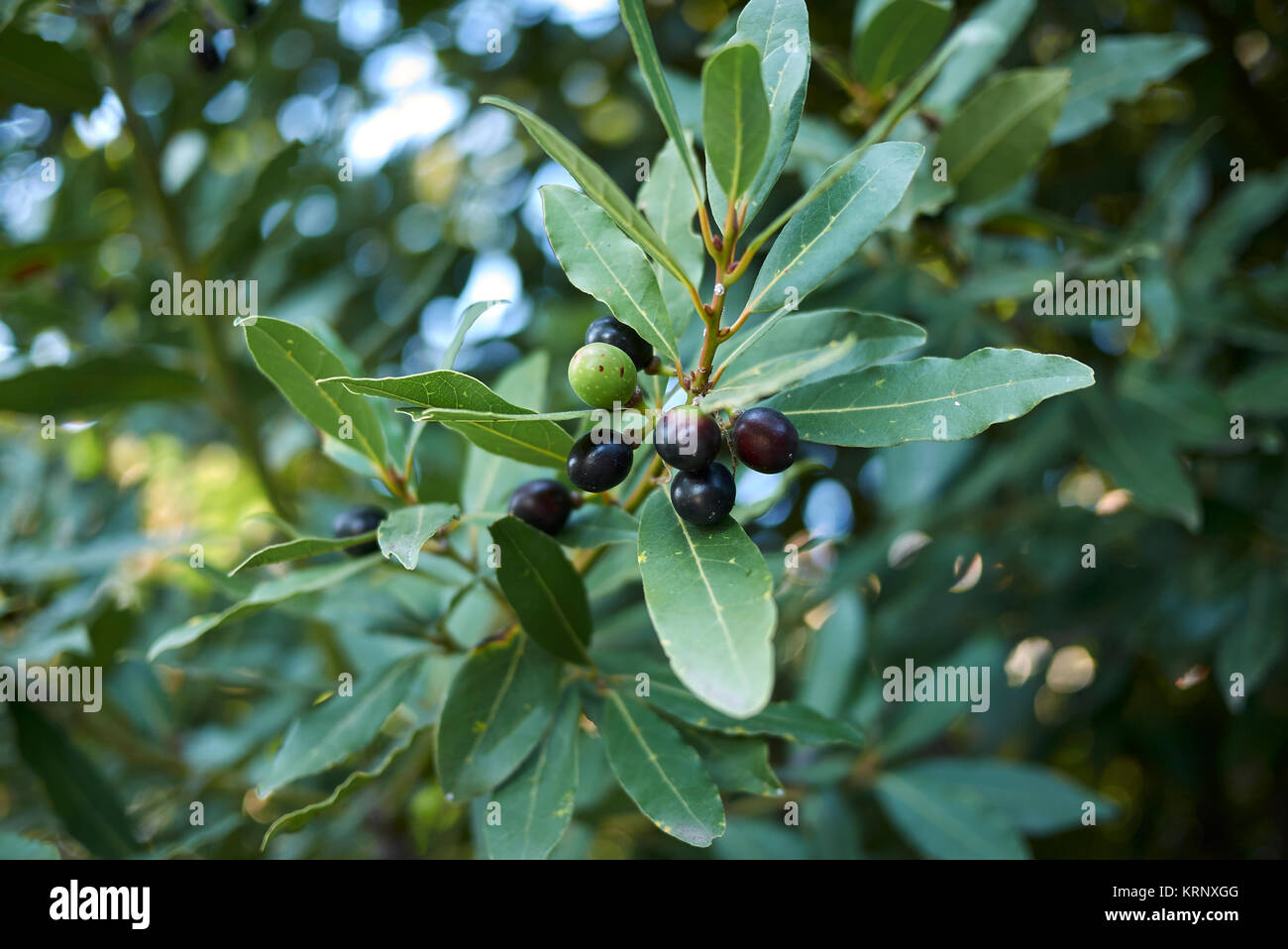 Laurus nobilis berries hi-res stock photography and images - Alamy