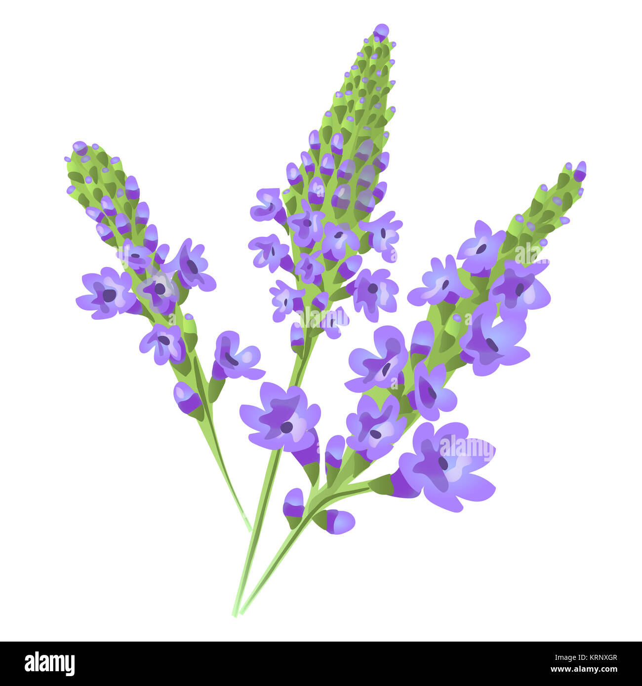 Purple flowers. Verbena . Vector Stock Photo - Alamy