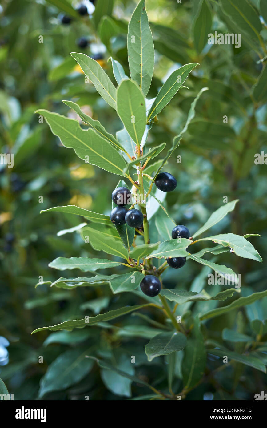 Laurus nobilis berries hi-res stock photography and images - Alamy