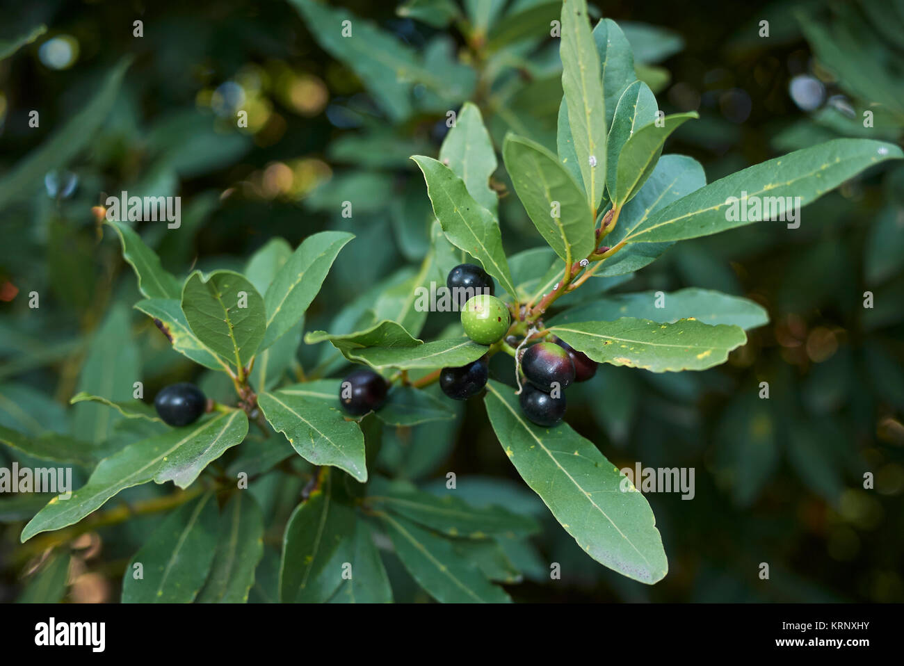 Laurus nobilis berries hi-res stock photography and images - Alamy