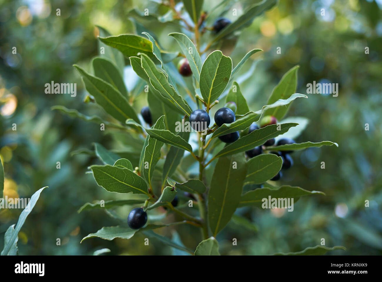 Laurus nobilis berries hi-res stock photography and images - Alamy