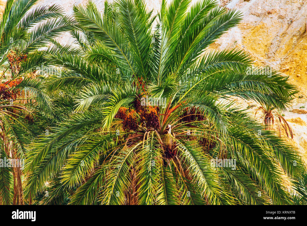 Date palms in mountain oasis Chebika. Sahara Desert, Tunisia, Africa ...