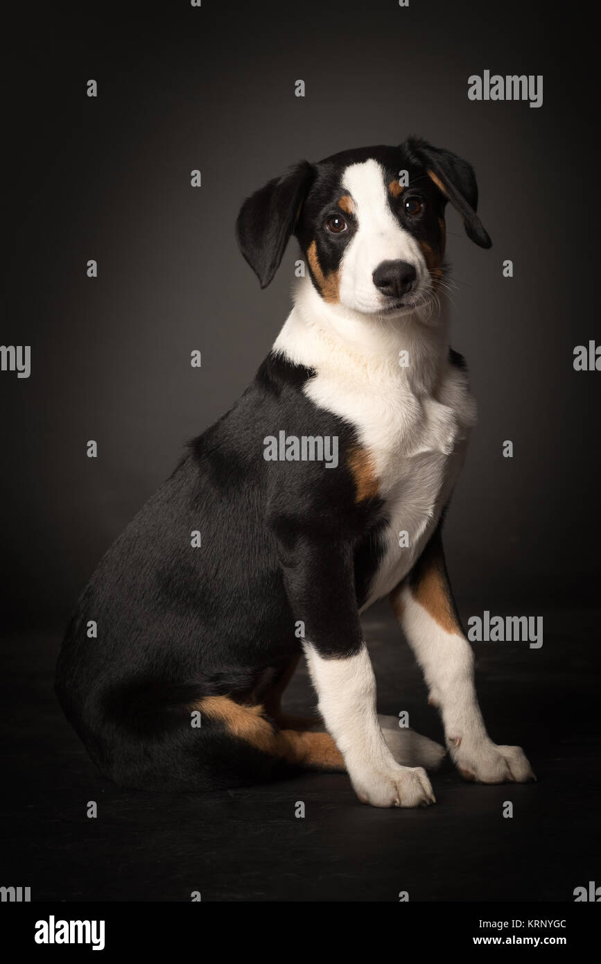 dog puppy is sitting down Stock Photo - Alamy