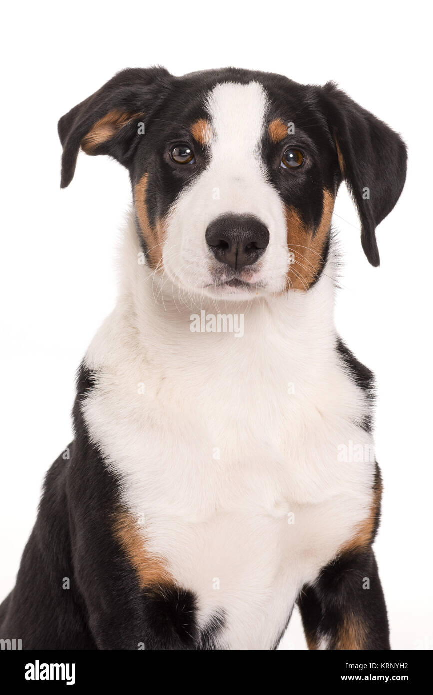 Appenzell dog hi-res stock photography and images - Alamy