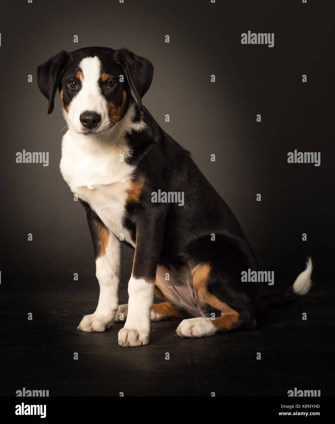 young dog in side profile is sitting Stock Photo - Alamy