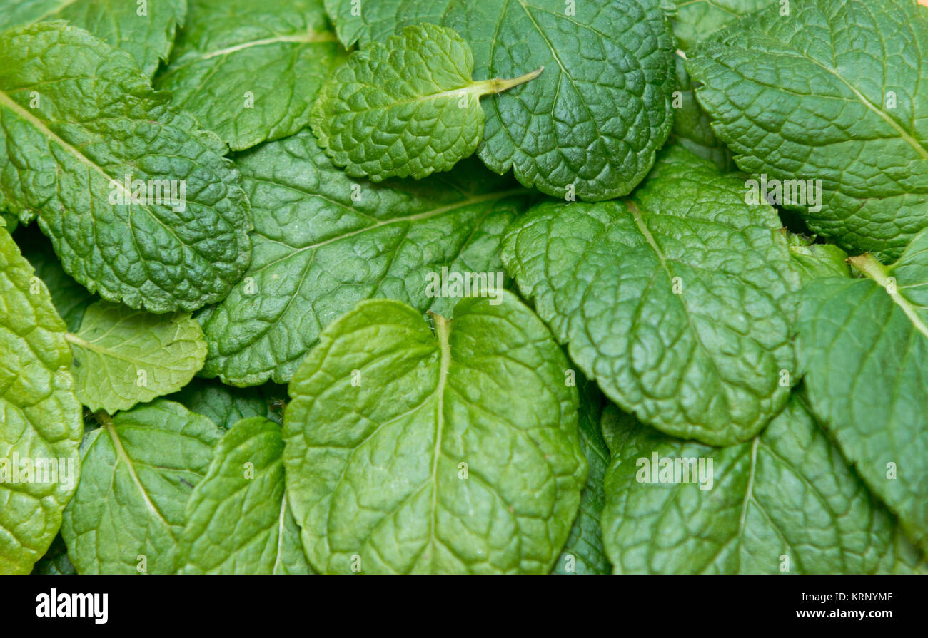 close up on Fresh mint background or texture Stock Photo - Alamy