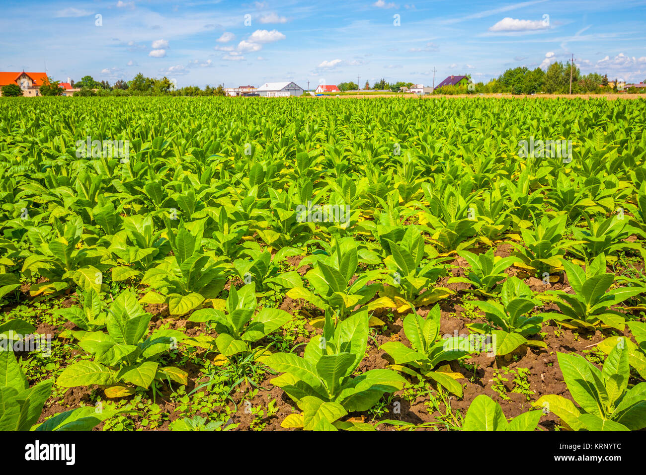 Tobacco field hi-res stock photography and images - Alamy