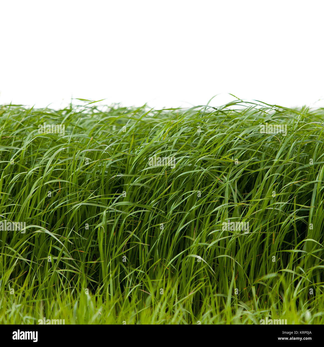 Grass isolated on white background Stock Photo - Alamy