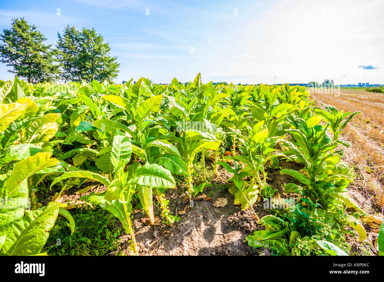 Working the tobacco fields hi-res stock photography and images - Alamy