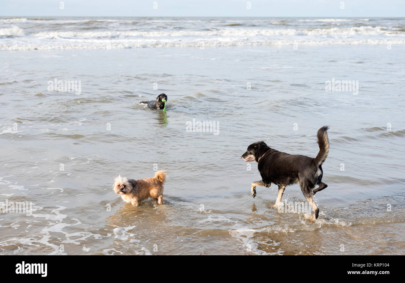dogs on sunny winter beach at north sea in holland Stock Photo - Alamy