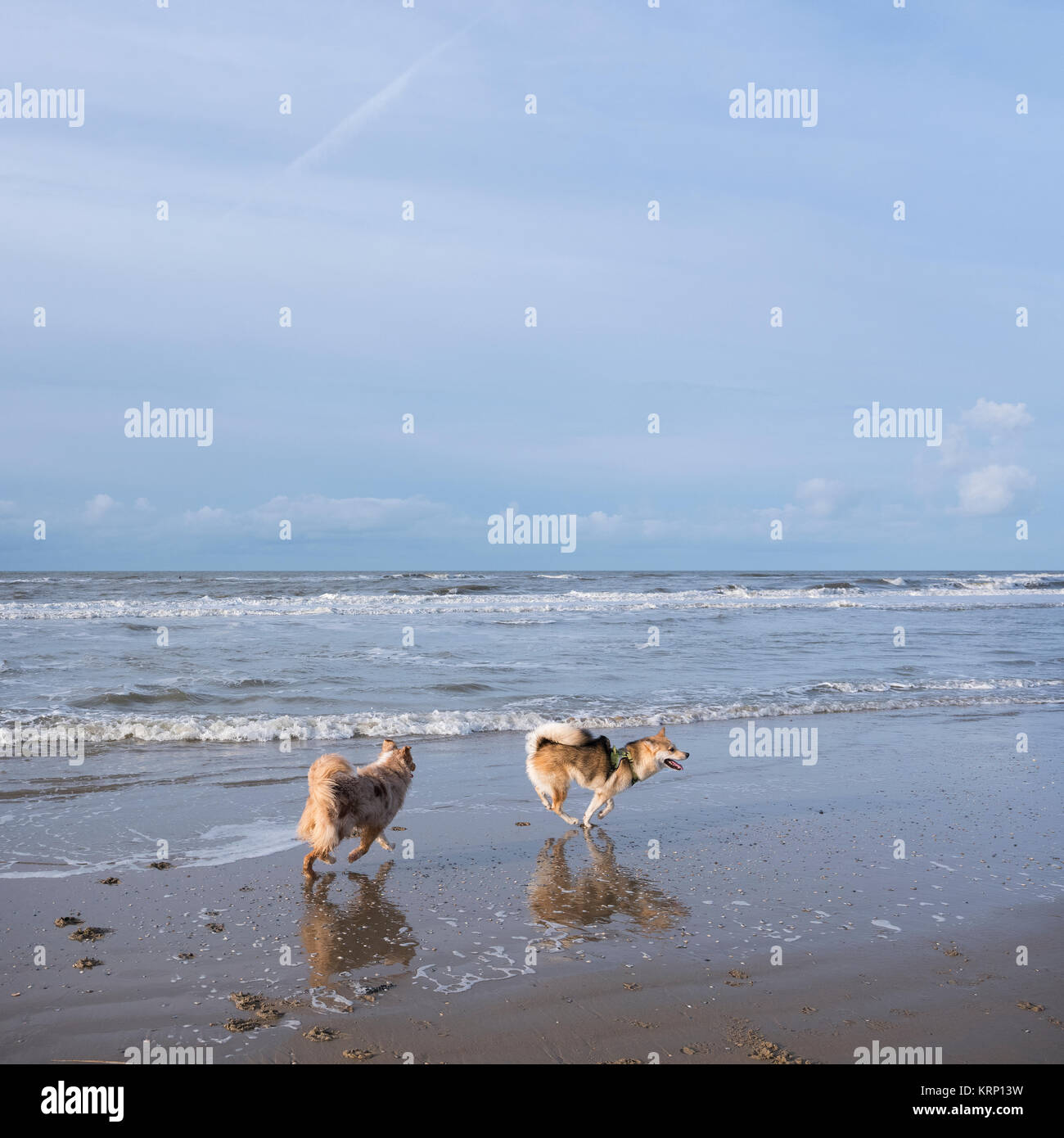 dogs on sunny winter beach at north sea in holland Stock Photo - Alamy