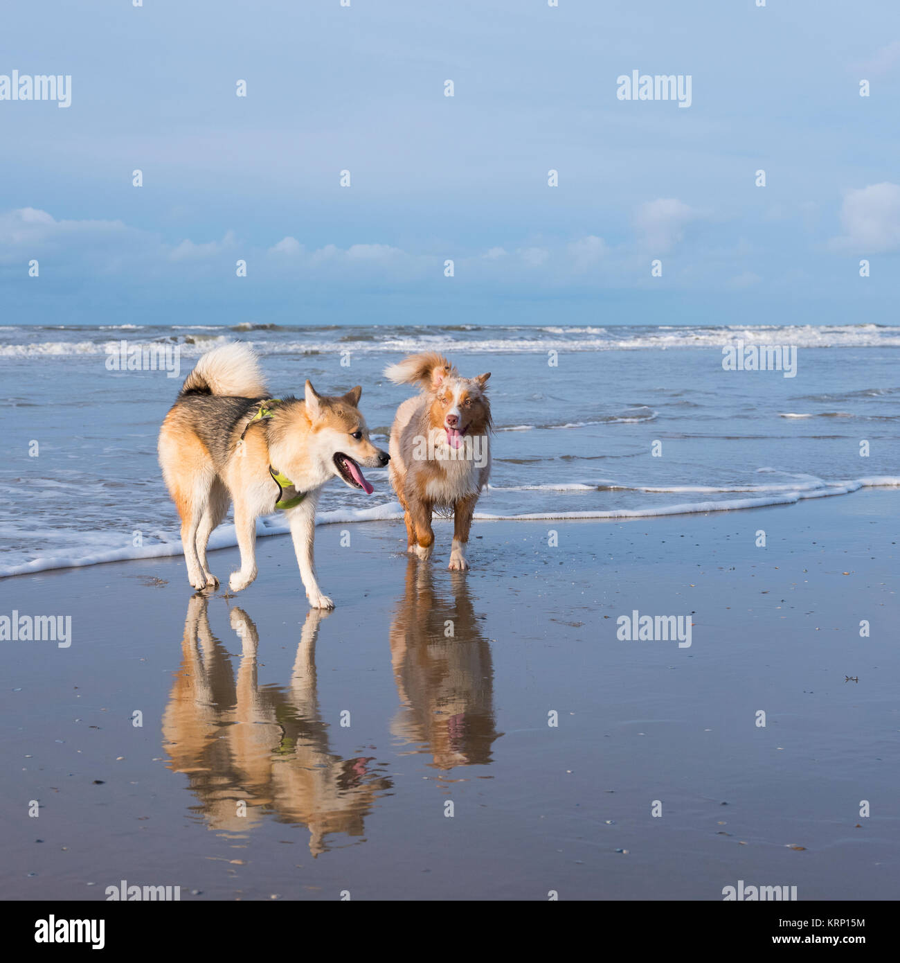 dogs on sunny winter beach at north sea in holland Stock Photo - Alamy