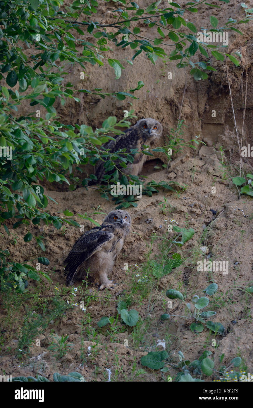 Eurasian Eagle Owl / Owls ( Bubo bubo ), young, sitting under bushes in ...