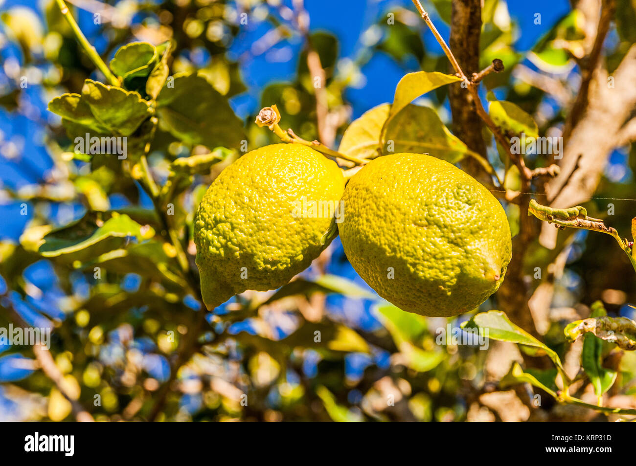 two lemons on a lemon tree Stock Photo - Alamy