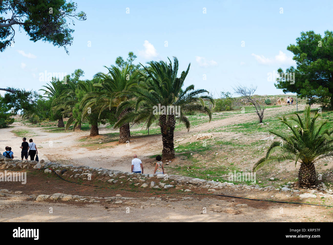 Oldest tree greece hi-res stock photography and images - Alamy
