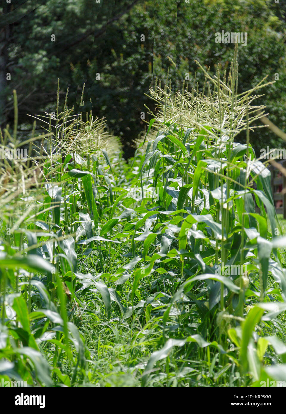 Young Green Corn Stock Photo - Alamy