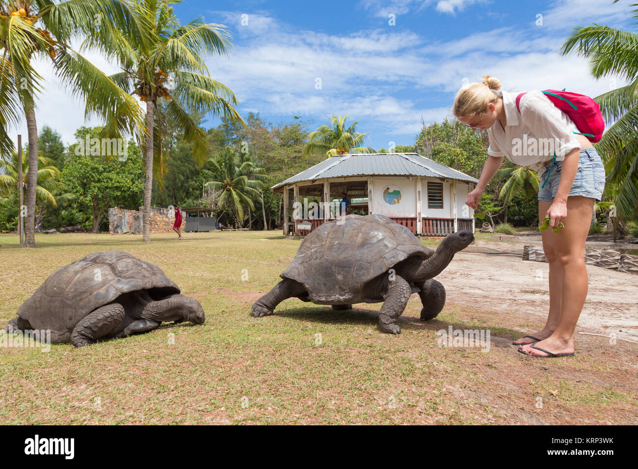 Tourist feeding Aldabra giant tortoises on Curieuse island, Seychelles ...