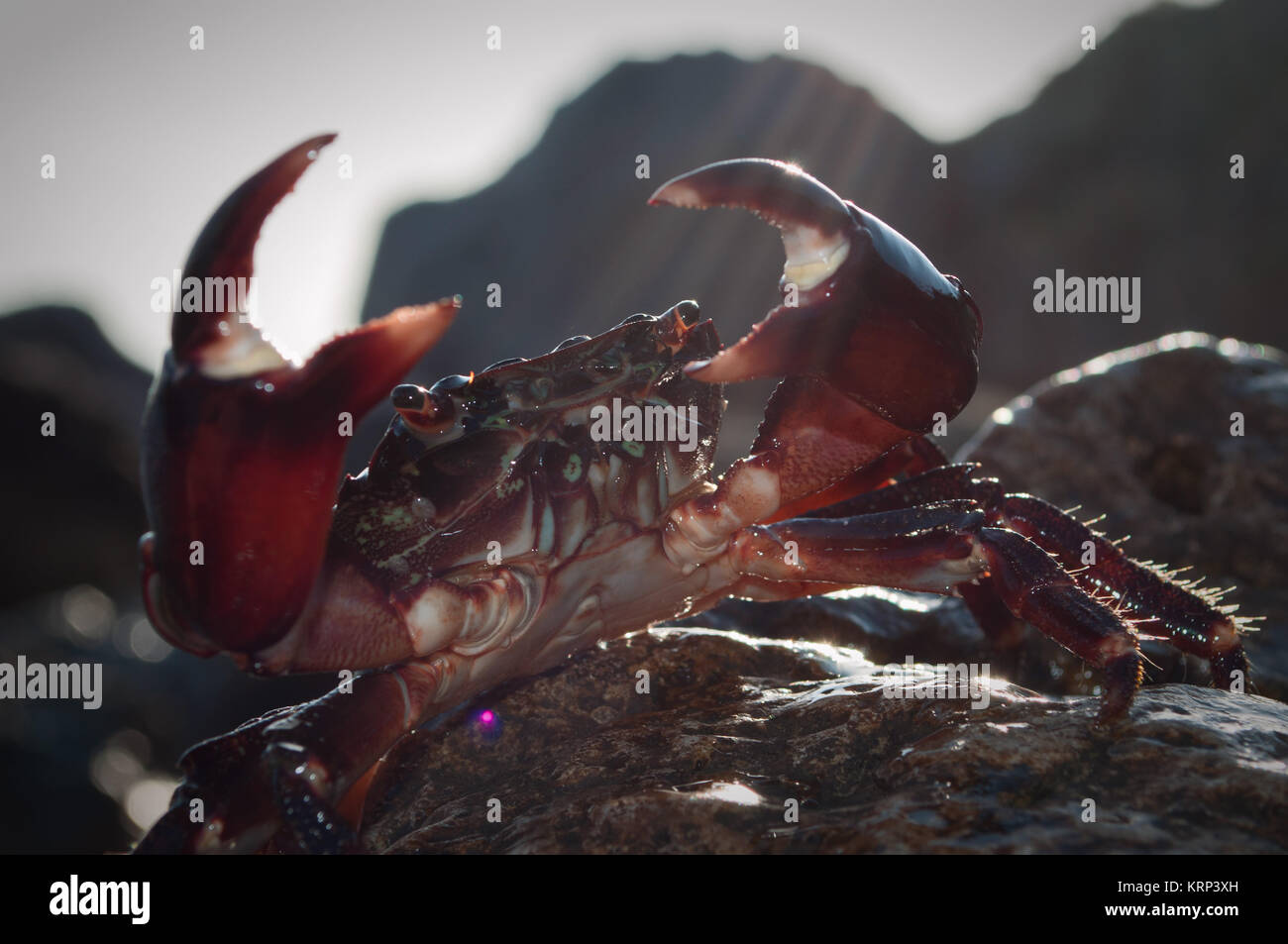 Sea crab claws lifted up Stock Photo - Alamy