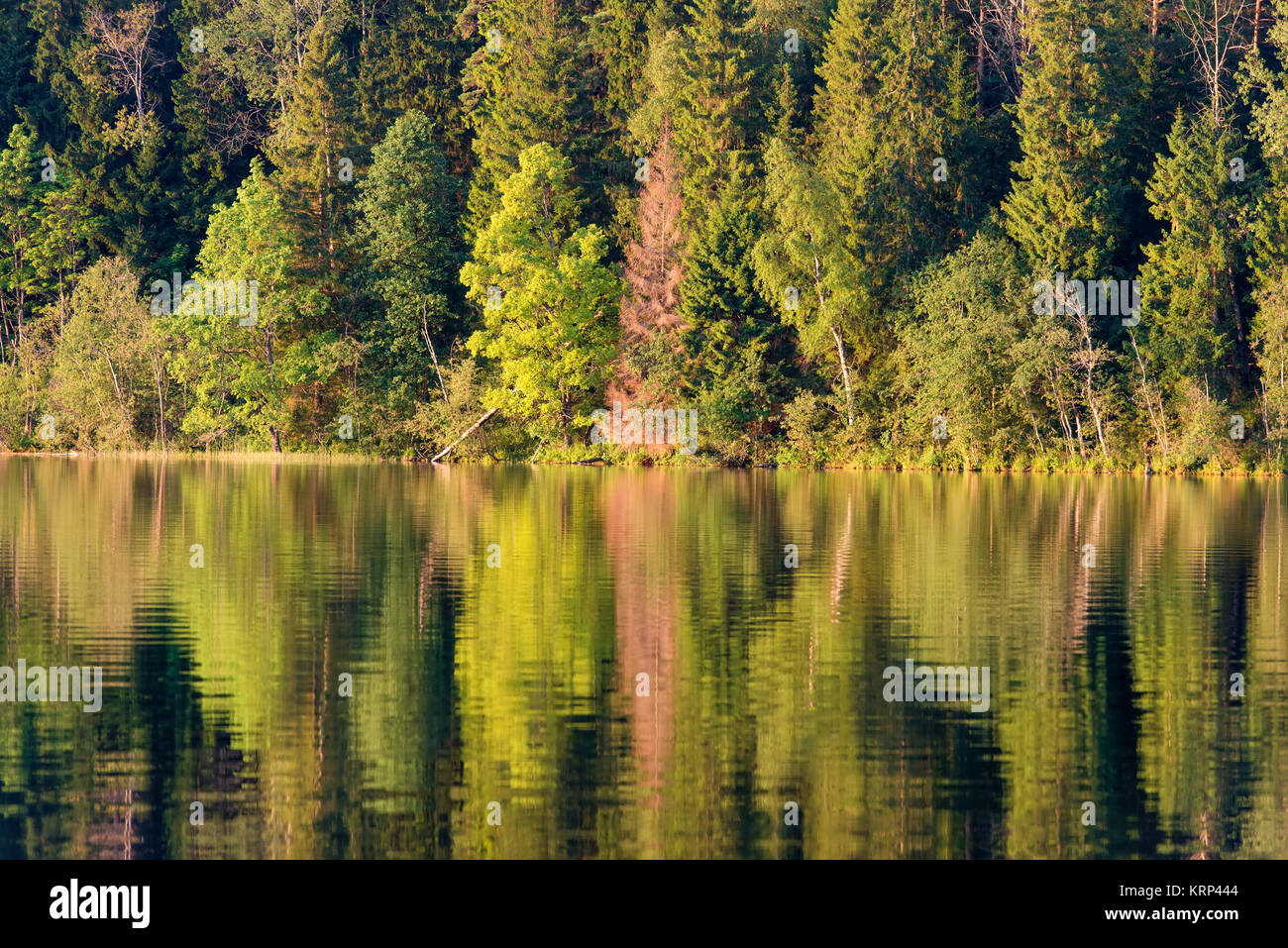 Forest reflects in the calm water of the lake Stock Photo - Alamy