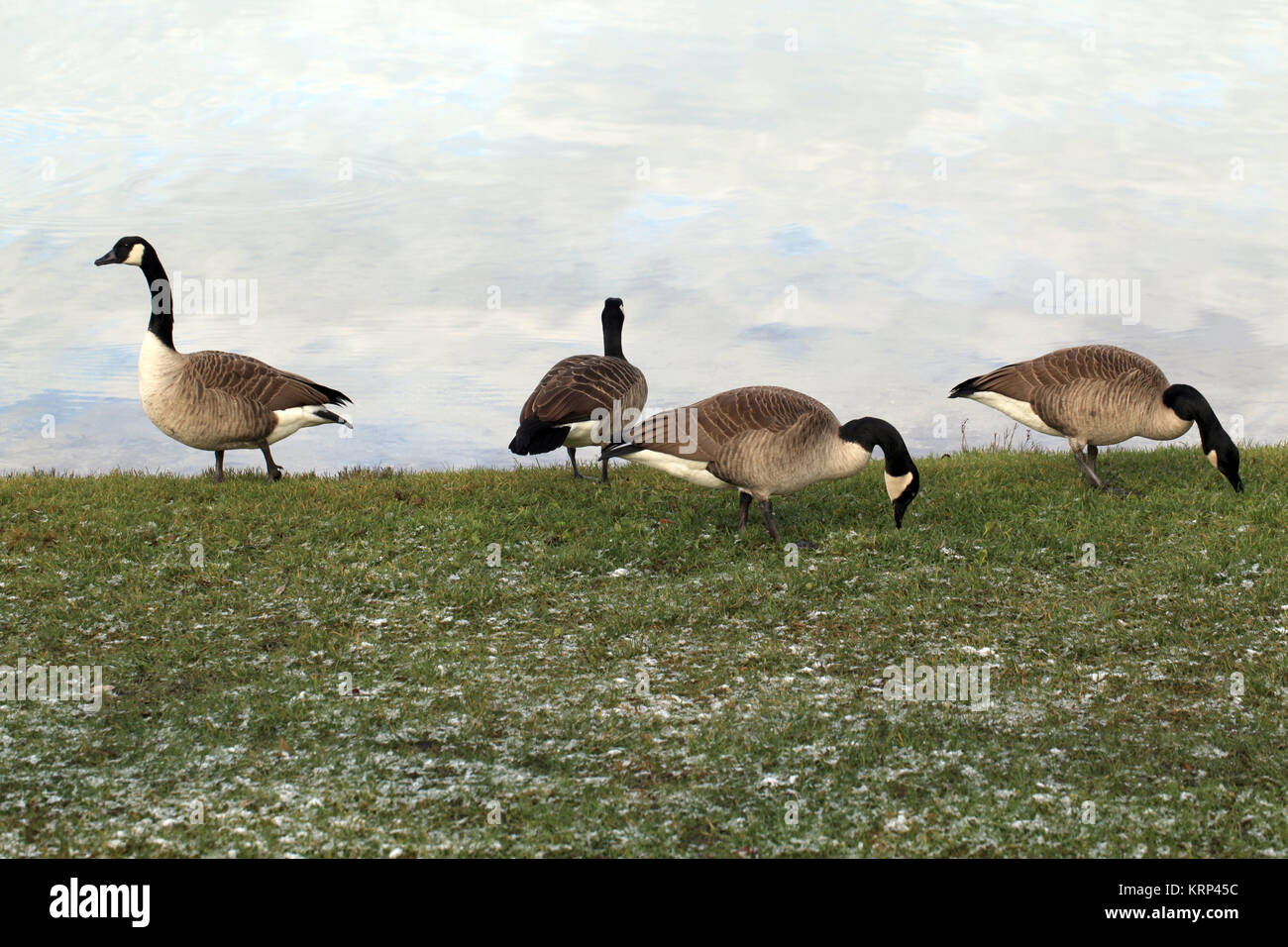 Dwarf goose hi-res stock photography and images - Alamy