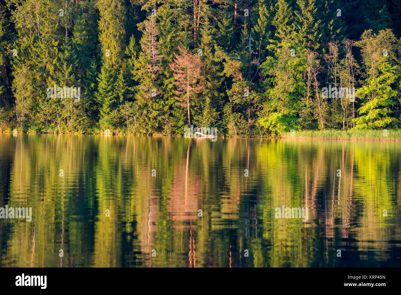 Forest reflects in the calm water of the lake Stock Photo - Alamy
