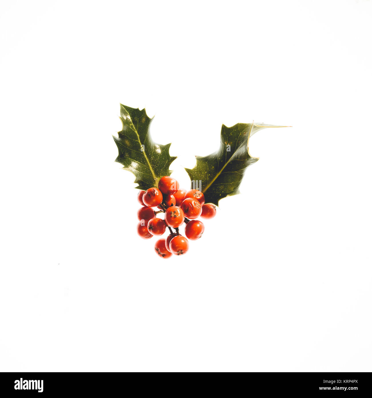 Sprig of Holly Stock Photo - Alamy