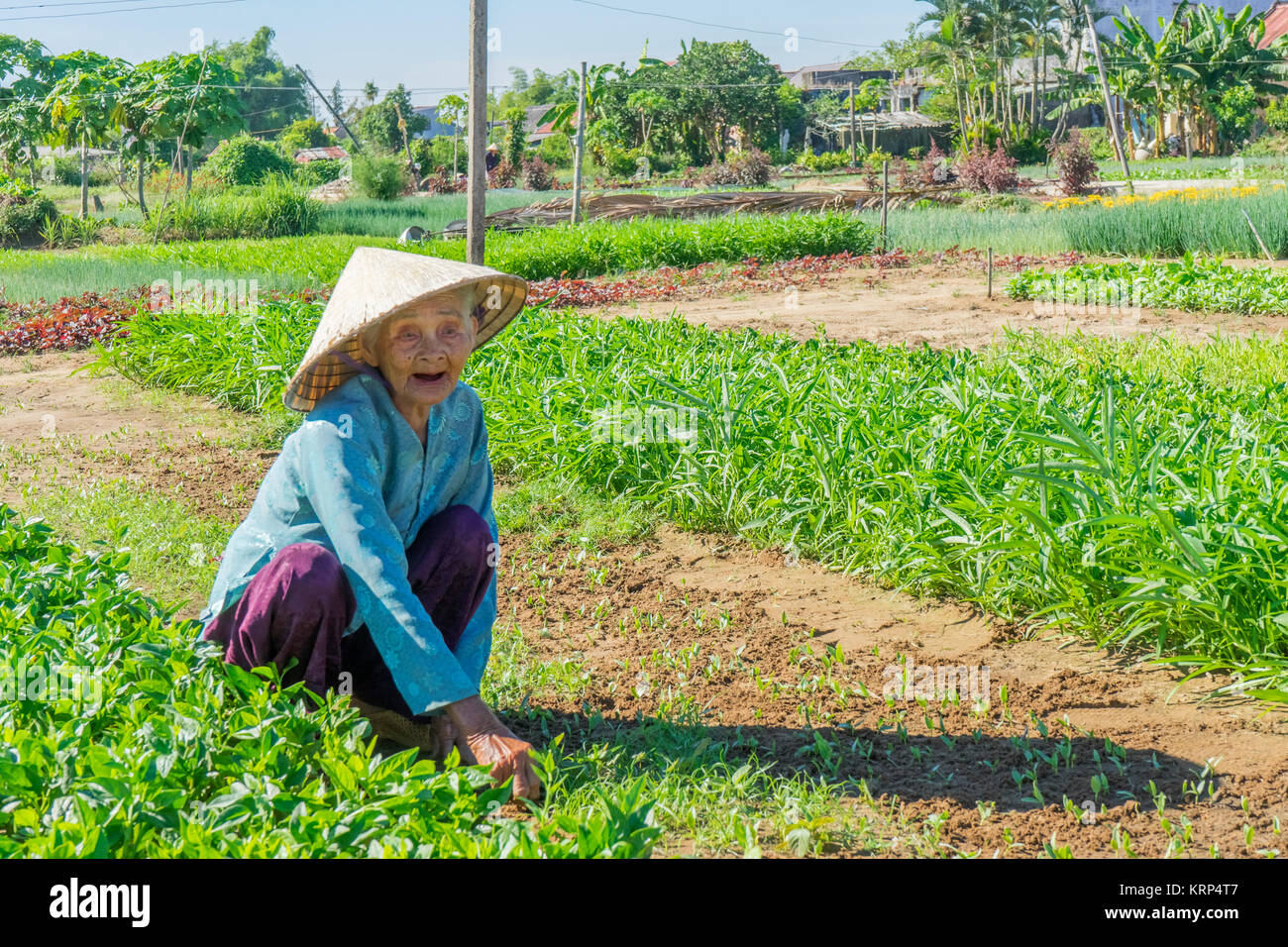 Royalty high quality free stock image of Tra Que vegetable village, Hoi ...