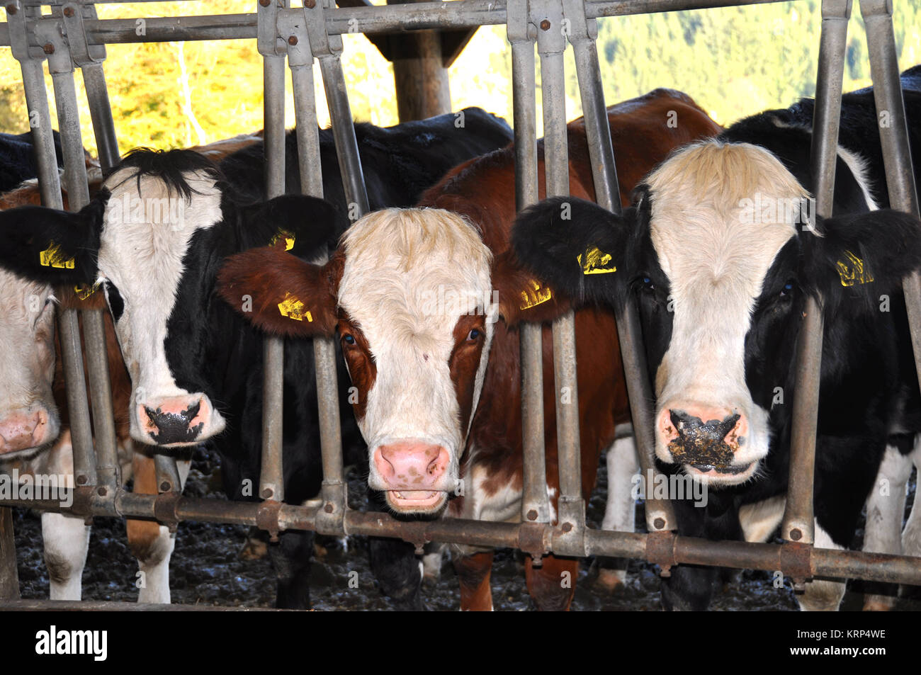 cows in the pasture Stock Photo - Alamy