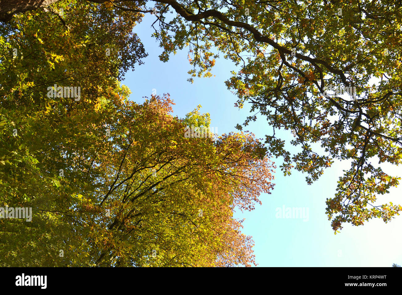 autumn colors in nature Stock Photo - Alamy