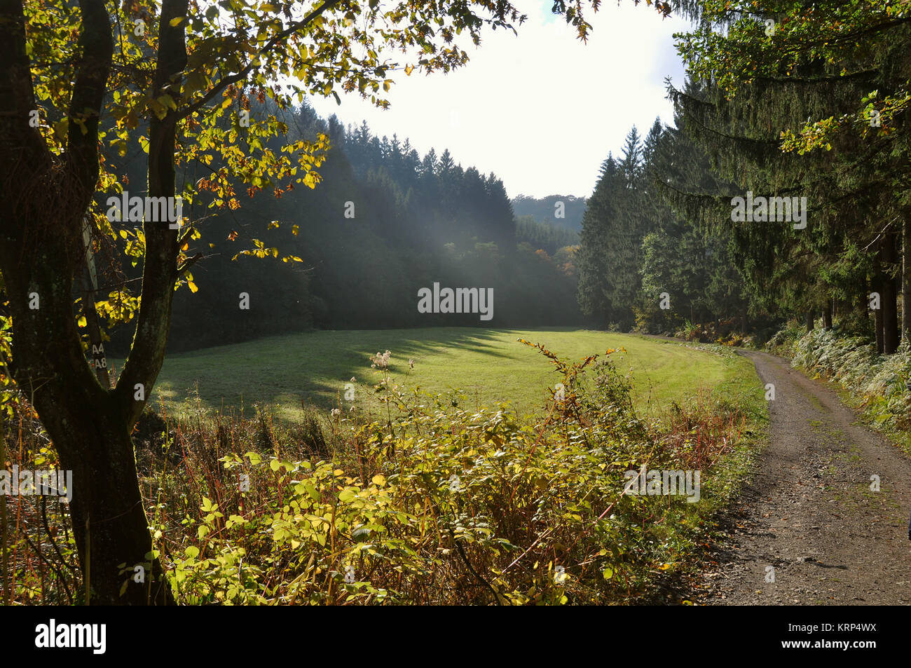autumn colors in nature Stock Photo - Alamy