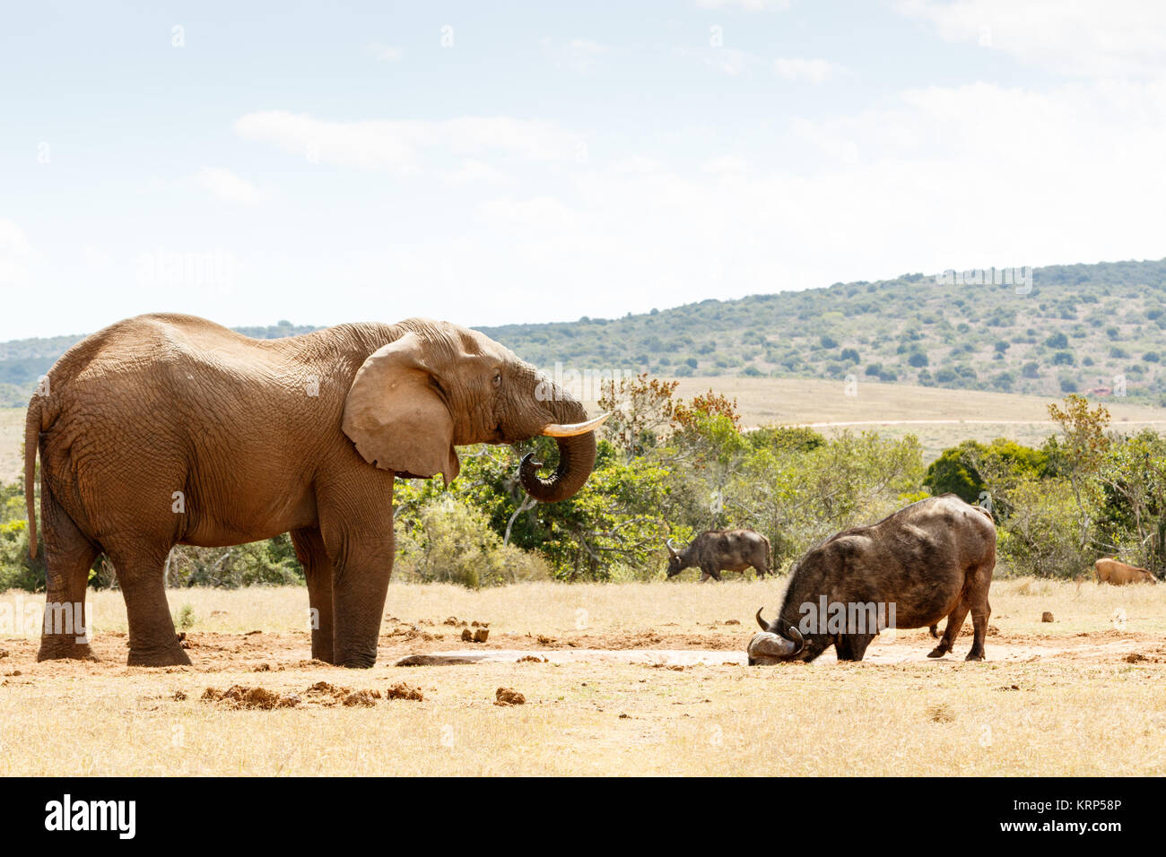 Elephant and Buffalo Drinking Water Stock Photo - Alamy