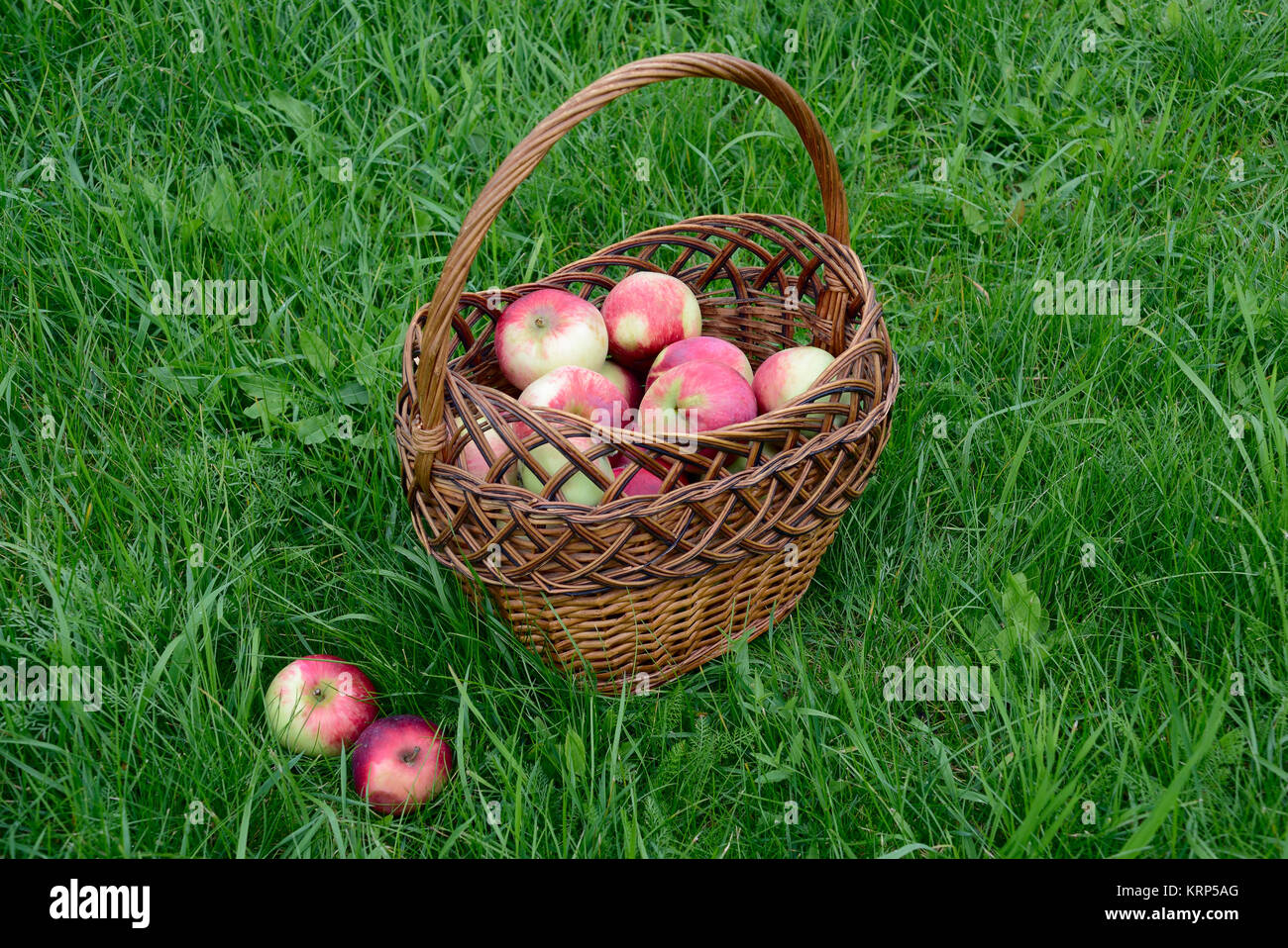 Red apples in a basket on a green lawn Stock Photo - Alamy