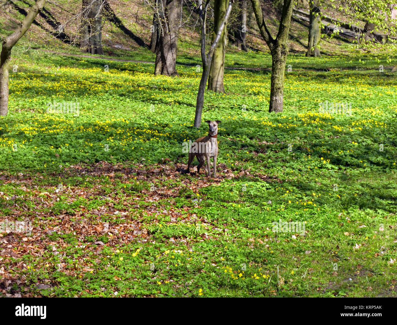 Ocean greyhound hi-res stock photography and images - Alamy
