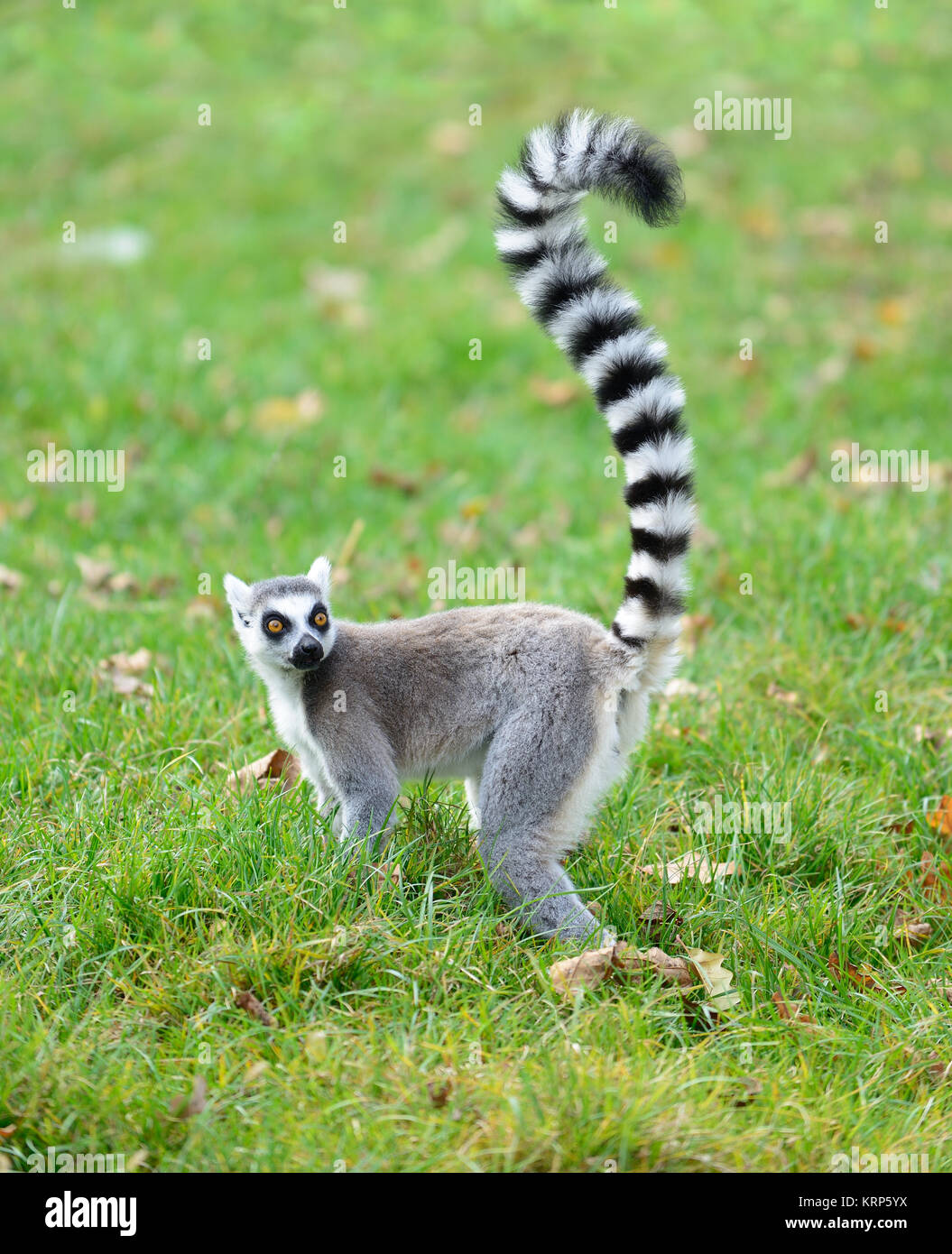 Ring tailed lemur (Lemur catta Stock Photo - Alamy