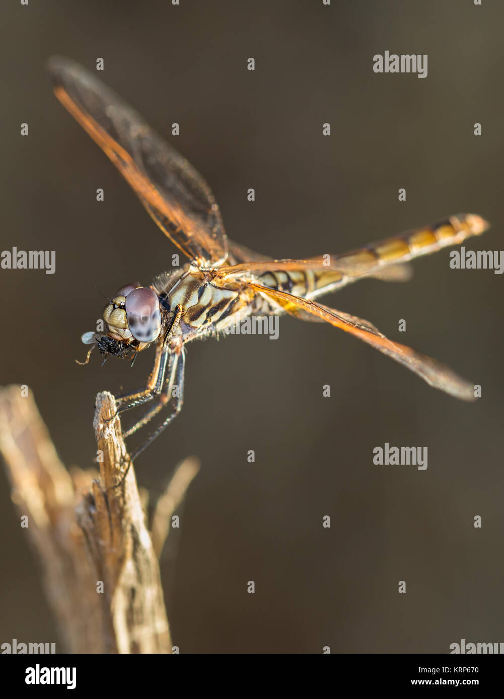 Alas de mosca hi-res stock photography and images - Alamy
