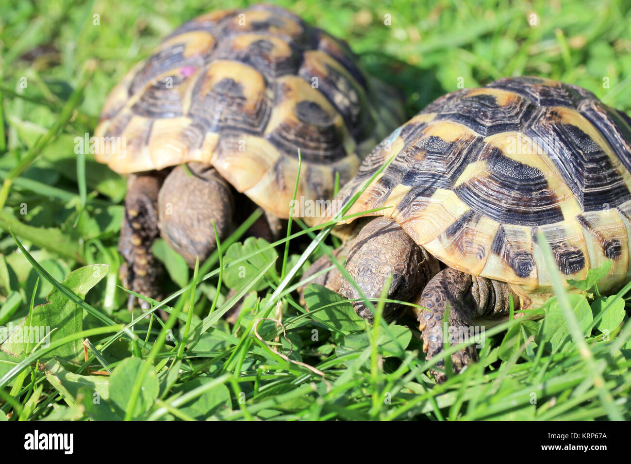 Griechische LandschildkrÃ¶te (Testudo hermanni boettgeri Stock Photo ...