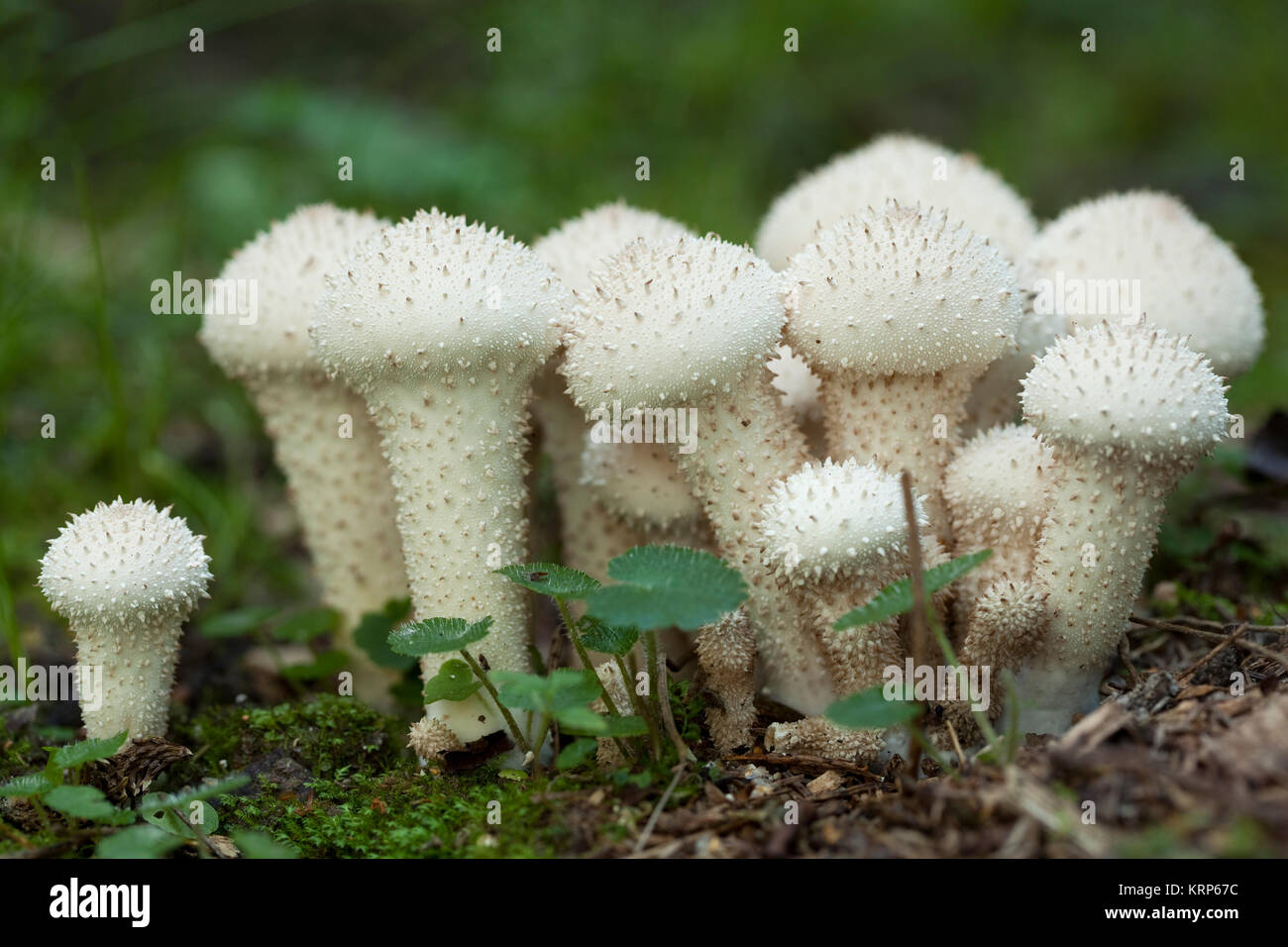 Lycoperdon perlatum Stock Photo - Alamy