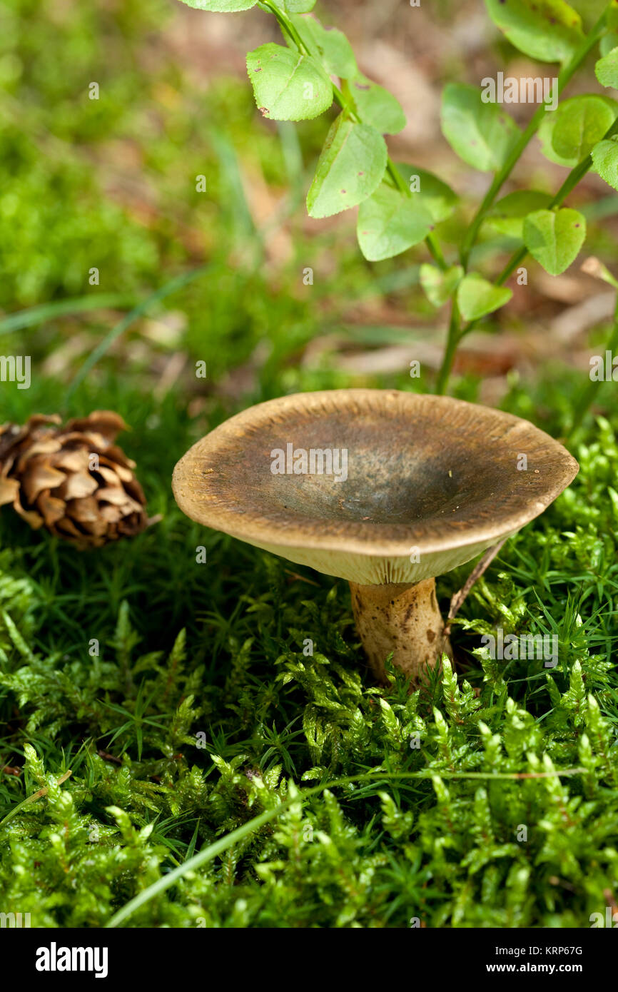 Lactarius turpis hi-res stock photography and images - Alamy