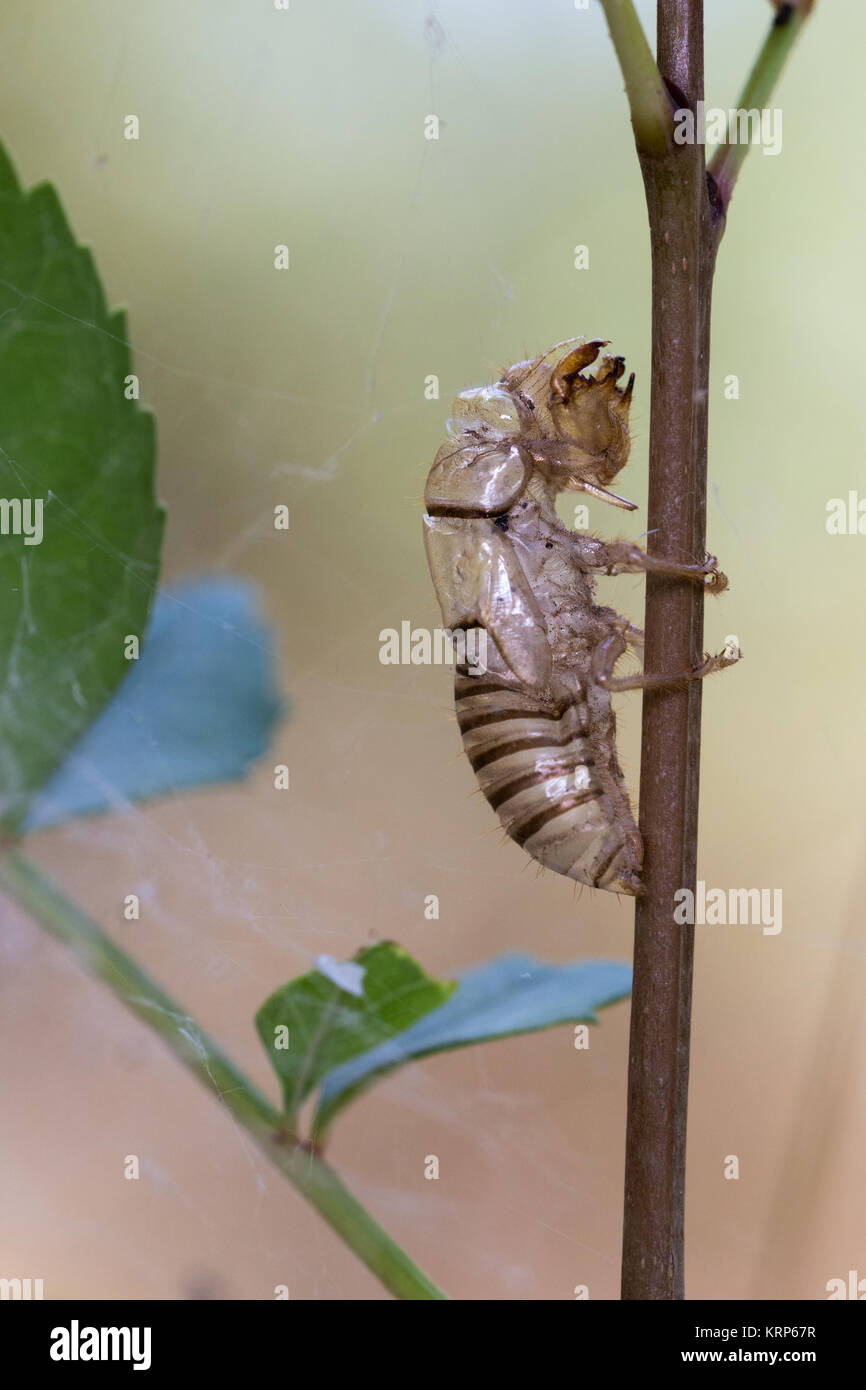Dragonfly Nymph Stock Photos & Dragonfly Nymph Stock Images - Alamy