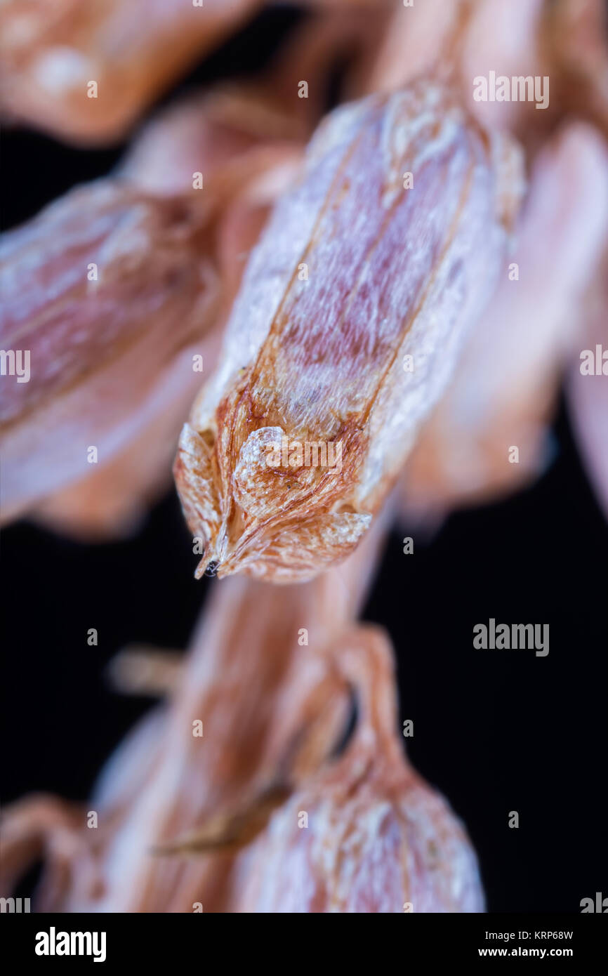Dried bud of a wild plant, photographed in studio with controlled ...