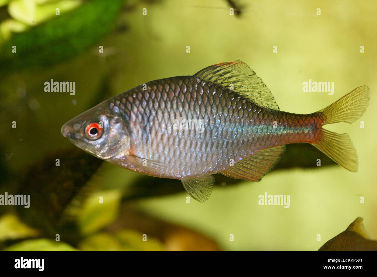 Close-up of a male Bitterling (Rhodeus amarus) Nahaufnahme von einem ...