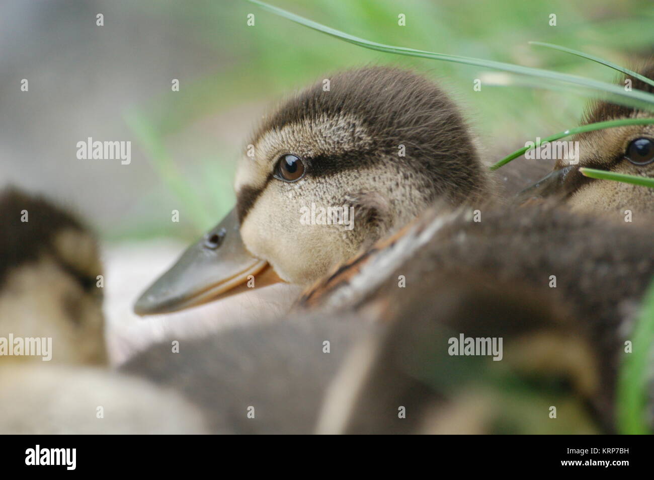 portrait of a duckling chick Stock Photo - Alamy