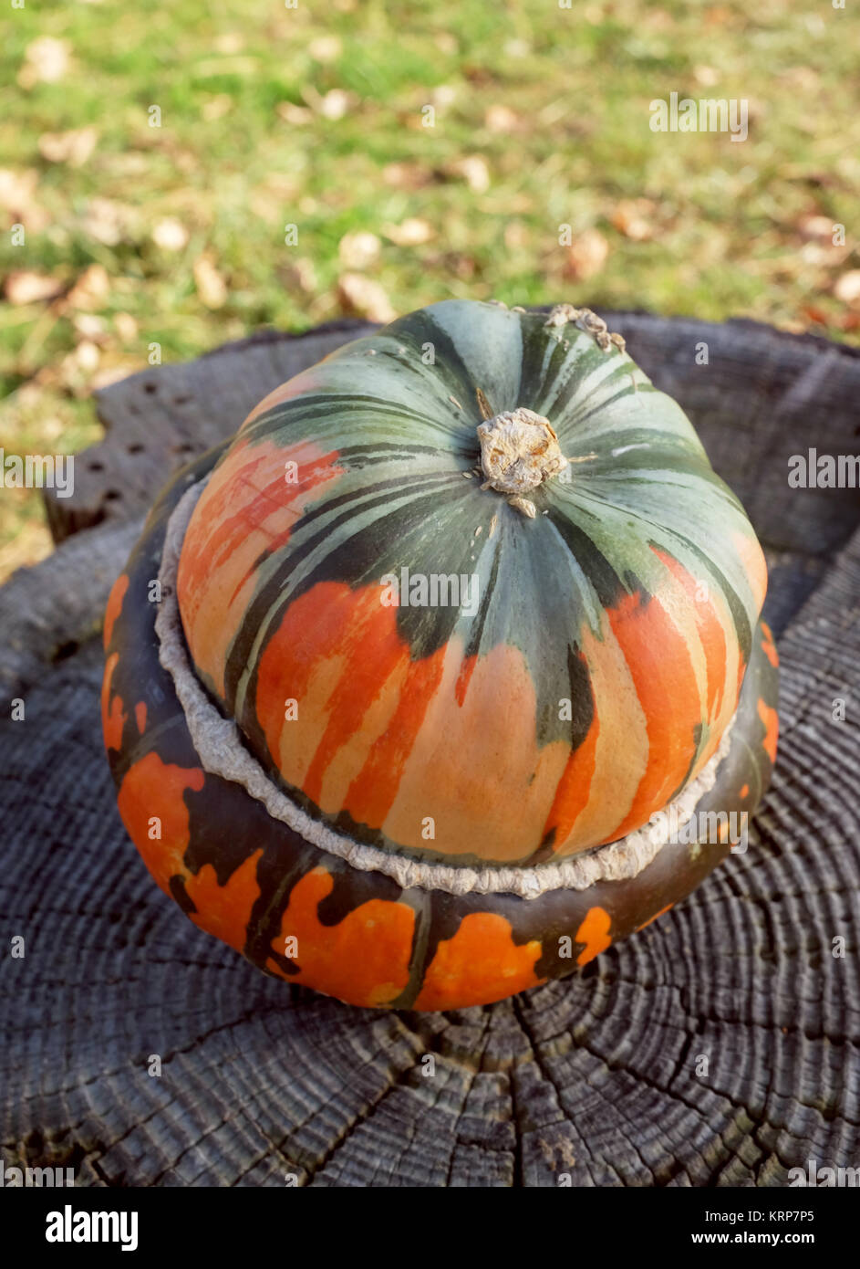 Green and orange French turban squash on a weathered tree stump Stock ...
